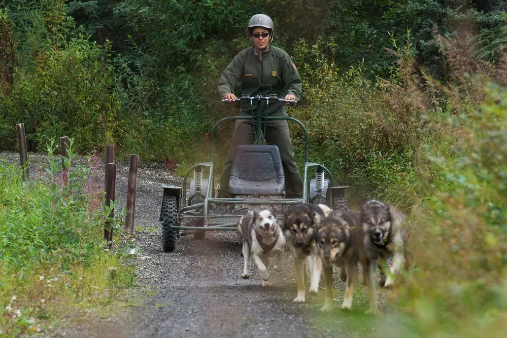 Как ездовые собаки национального парка Денали готовятся к зиме