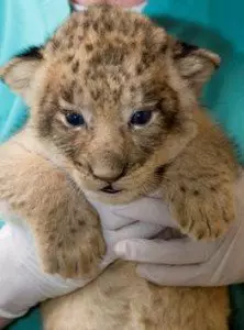 Prve slike mladunčadi lavova u Zoološkom vrtu