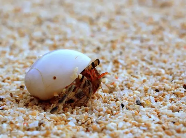 A remeterák elkerüli a konfliktust azáltal, hogy bizonyos típusú kagylók ízlését fejleszti