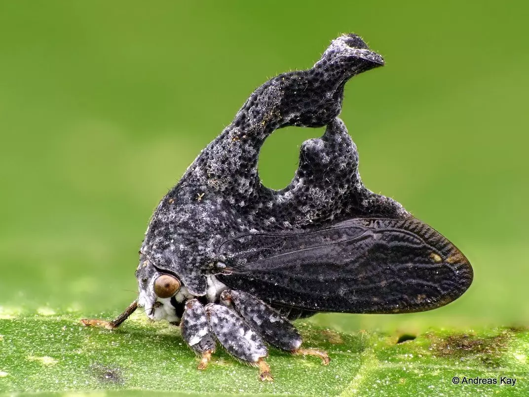Treehoppers 奇異而奇妙的頭盔利用翅膀基因生長