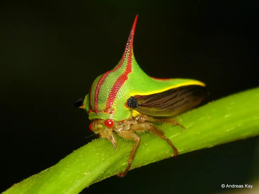 Treehoppers-ի տարօրինակ, զարմանալի սաղավարտները օգտագործում են թևերի գեները աճելու համար