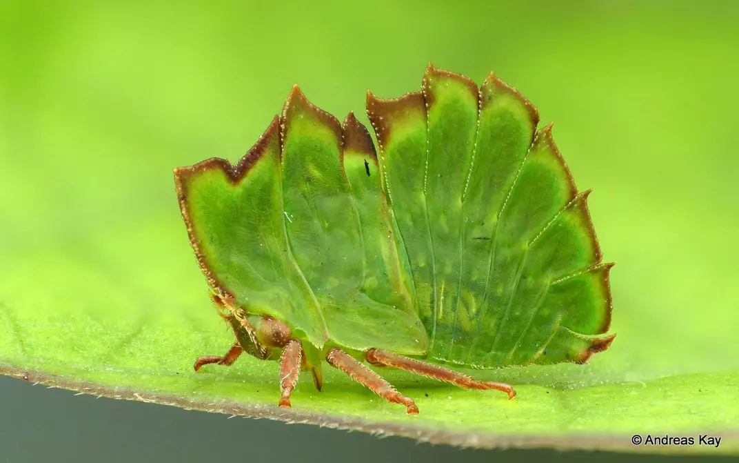 Gli elmetti bizzarri e meravigliosi di Treehoppers usano i geni delle ali per crescere