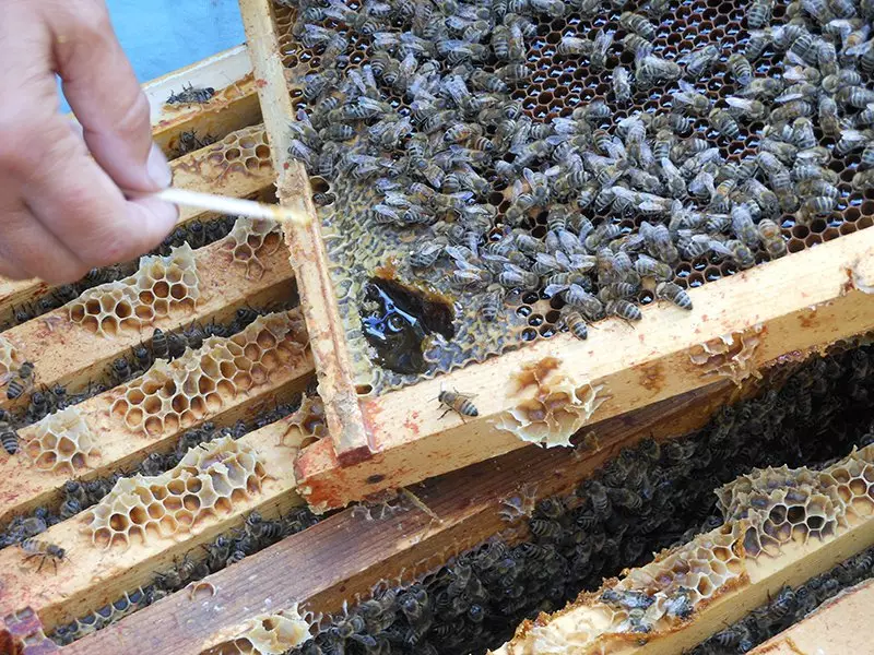Ar bitės gali stebėti taršą?
