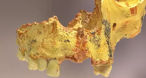 Частичный череп Homo antecessor