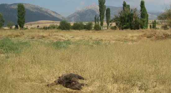 Zastrzelona i wyniszczona dzika świnia leży na polu w pobliżu jeziora Burdur.