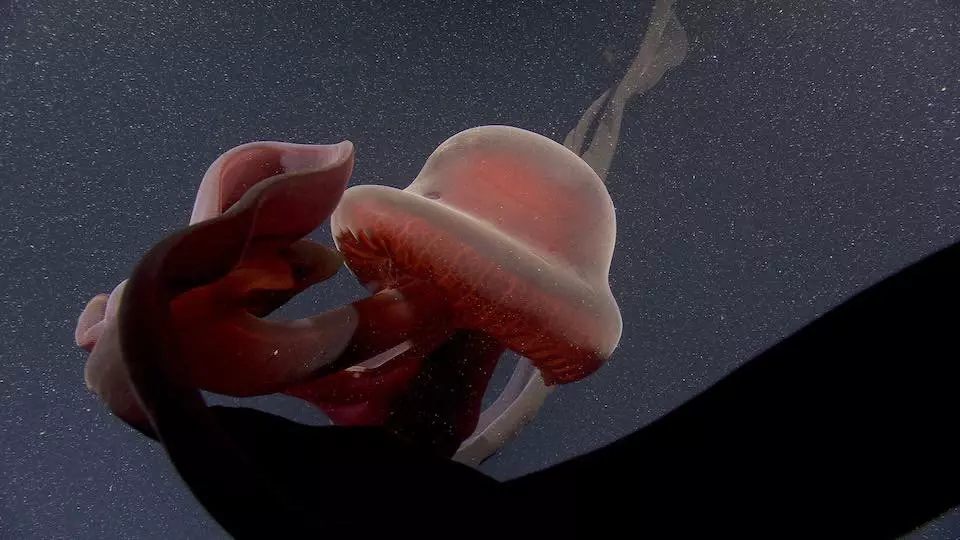 Besjoch dizze Giant Phantom Jellyfish mei 33-foet-lange earms driuwe troch de djippe oseaan