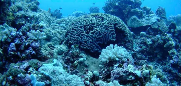Coral ug benthic nga mga komunidad sa Maug Island
