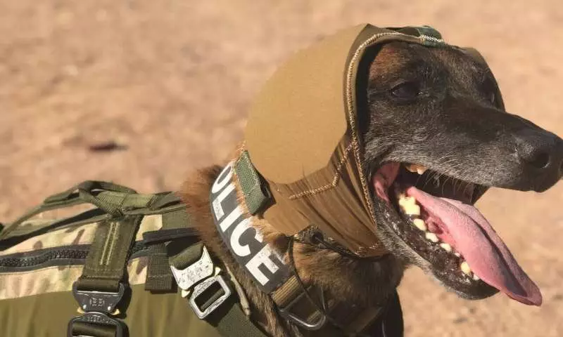 Армия США разрабатывает лучшую защиту слуха для своих собак