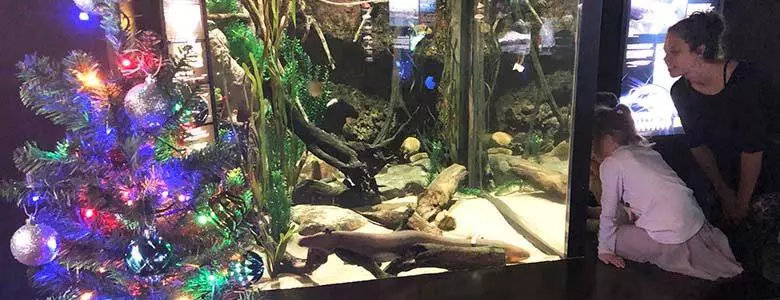 This Electric Eel Is Shocking Around the Christmas Tree