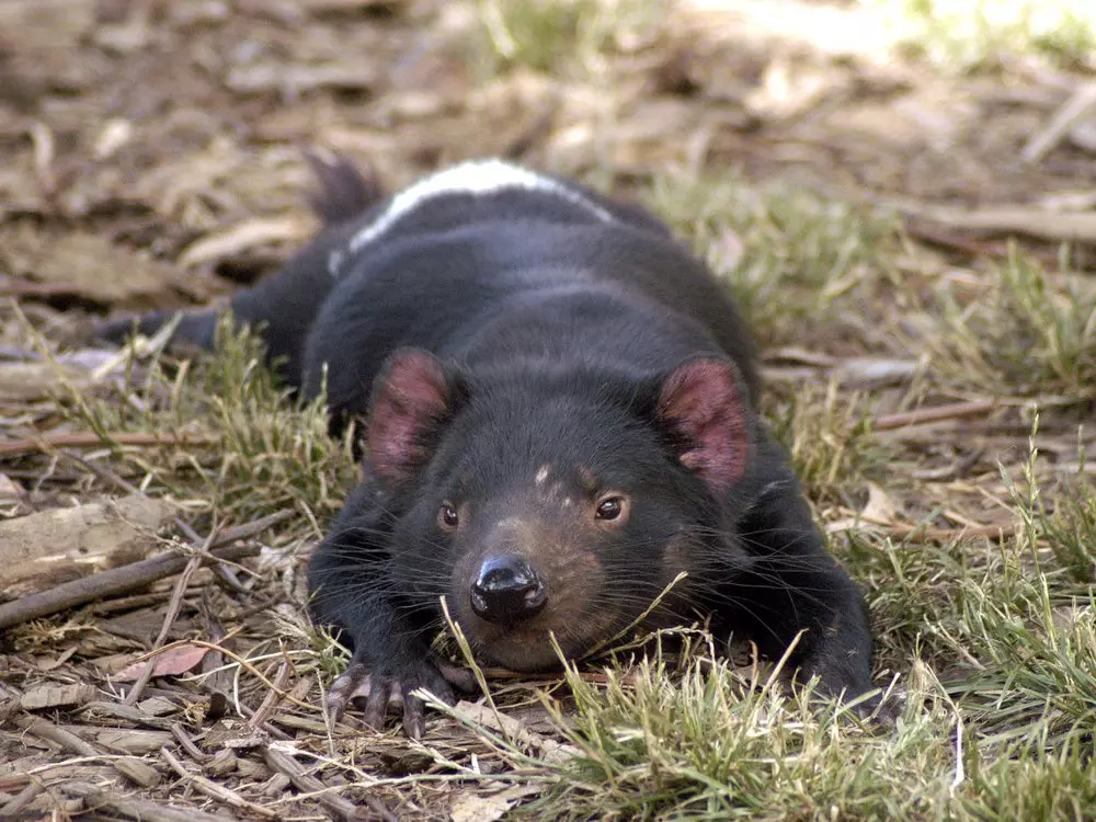 A Tasmanian devil relaxes in the sun 
