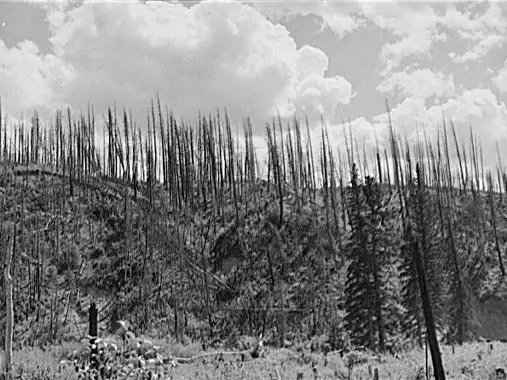Наследството на най-големия горски пожар в Америка 9458_2