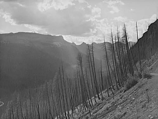 Di sản của đám cháy rừng lớn nhất nước Mỹ 9458_4