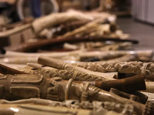 Why is the U.S. Government Crushing Six Tons of Valuable Ivory?  9465_3
