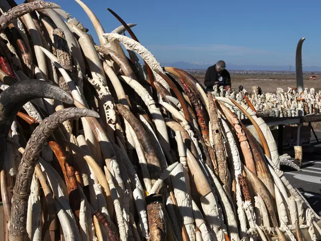 Waarom verpletter die Amerikaanse regering ses ton waardevolle ivoor? 9465_7