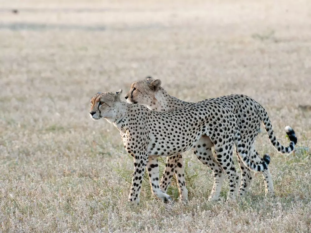 Cómo los guepardos se "detectan" unos a otros