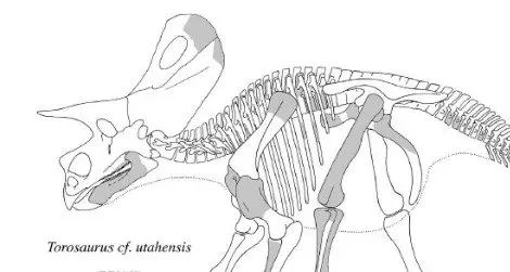 torosaurio utahensis