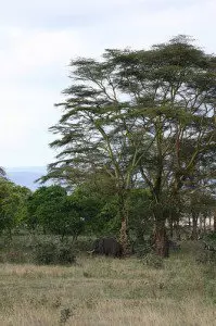 Мравките защитават дърветата от слонове