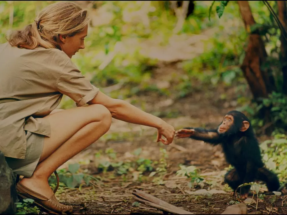 Dokumén Jane Goodall Anyar Nyaéta Potret Paling Intim, saur Jane Goodall