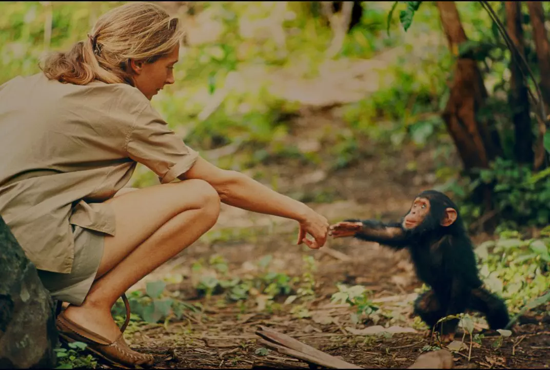 Jane Goodall mới cho biết phim tài liệu là chân dung thân mật nhất, Jane Goodall nói 9520_6