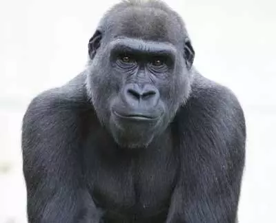 Gorila Diburu Bushmeat di Kongo