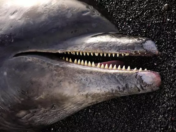 Kto vraždí a mrzačí tieto delfíny?