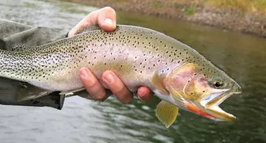 Native Trout Are Returning to America&#x27;s Rivers