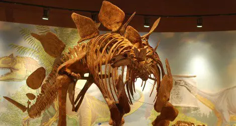 Stegosaurus تەخسە مۇنازىرىسى