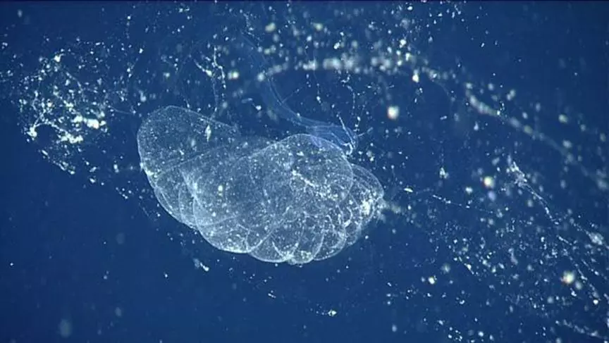 Os científicos finalmente descubren unha mancha de mar viscosa e xigante atopada por primeira vez hai máis dun século