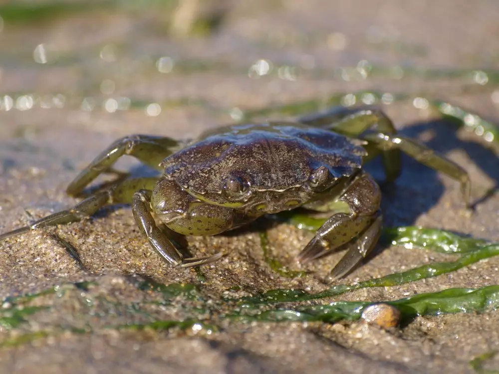 Nesten 70 000 invasive grønne krabber ble fanget i delstaten Washington i fjor høst