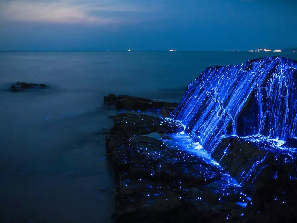 Comment l'étude des créatures bioluminescentes transforme la science médicale