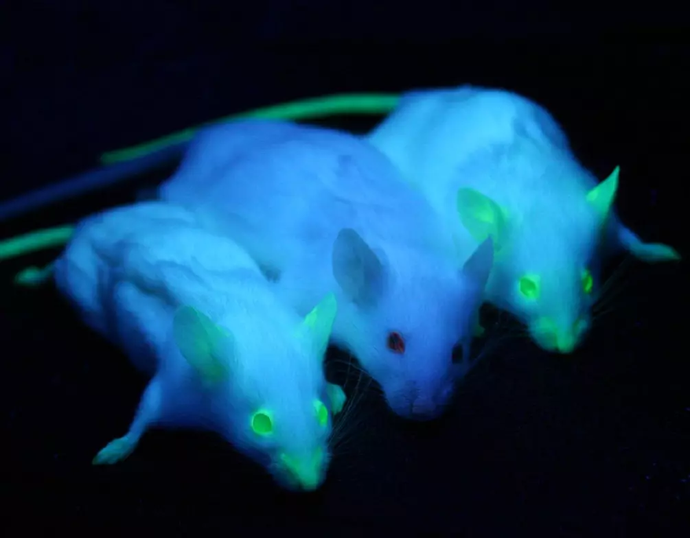 Zelené myši