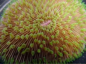 العلماء ينشئون بنك المرجان للحيوانات المنوية في هاواي
