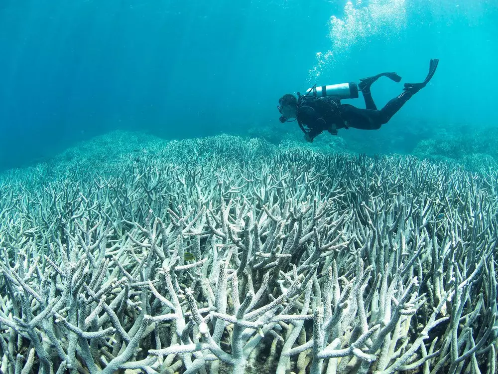 Uma foto subaquática de um recife de coral branqueado. Os corais brancos ramificados se estendem até a metade da foto. Um mergulhador vestido com uma roupa de mergulho preta está nadando sobre o recife morto.