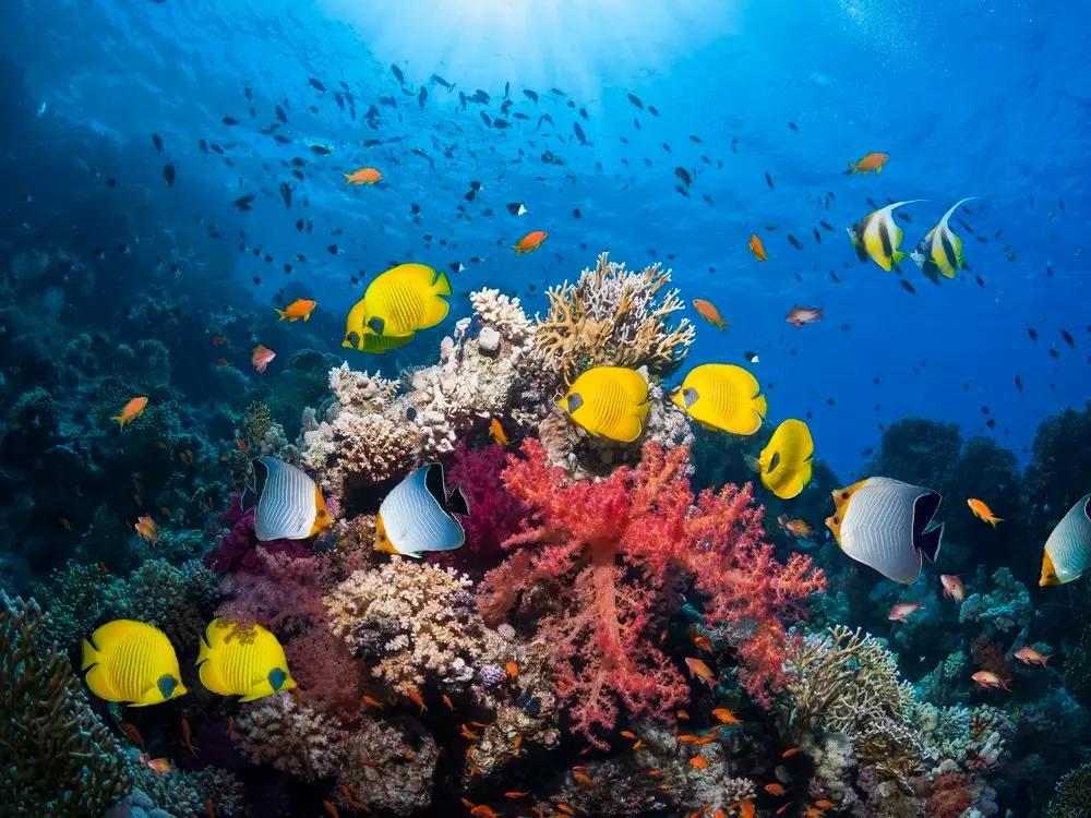 Ein farbenfrohes Unterwasserkorallenriff mit einem Schwarm gelber tropischer Fische