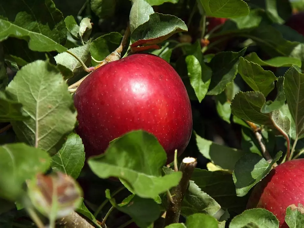 Coñece "Cosmic Crisp", unha nova mazá híbrida que se mantén fresca durante un ano