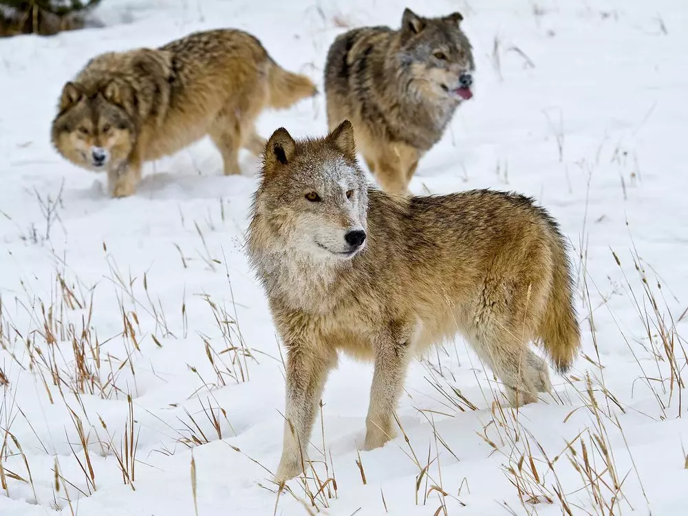 Šie nemirtini metodai, skatinami mokslo, gali neleisti vilkams žudyti gyvulių