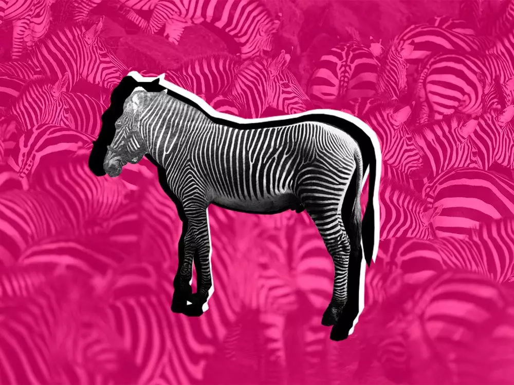 Como Dan, a Zebra, interrompeu um programa de reprodução governamental malfadado em suas trilhas