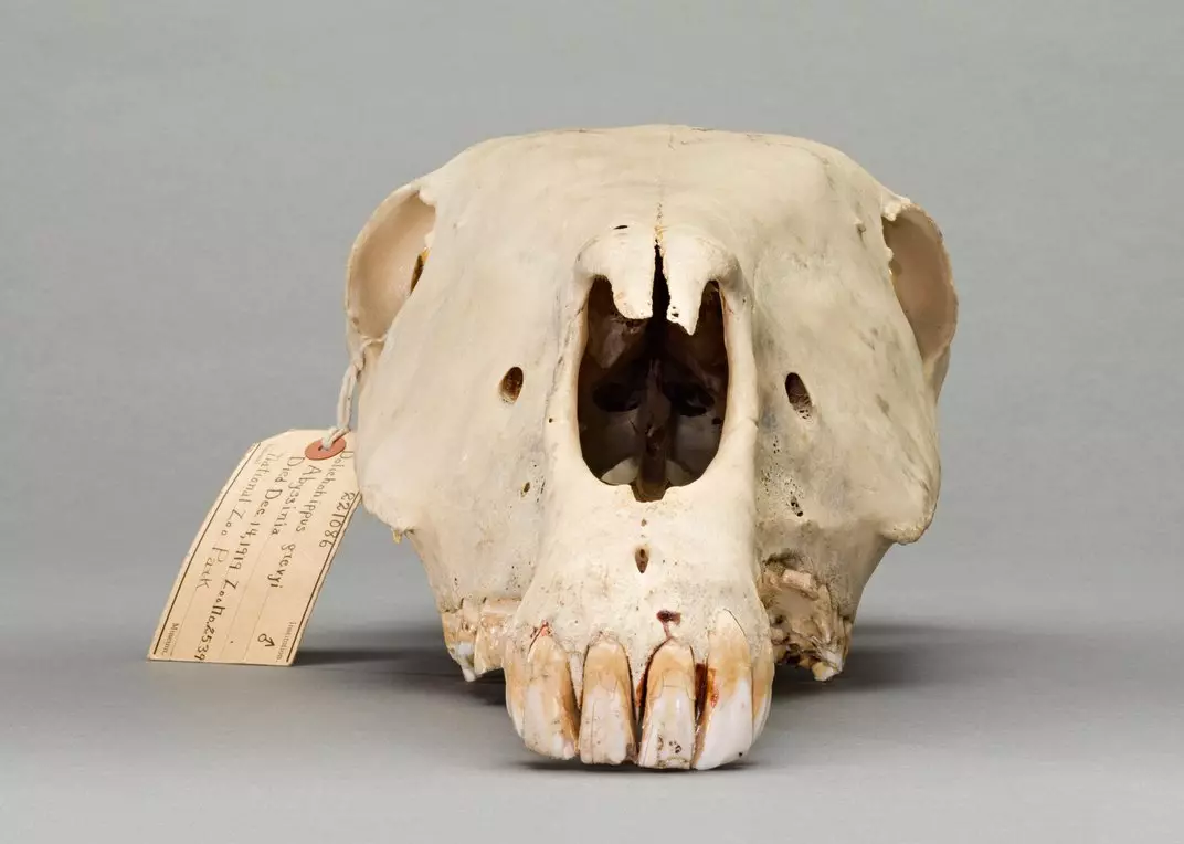 Crâne de Dan, le Zèbre, avec étiquette