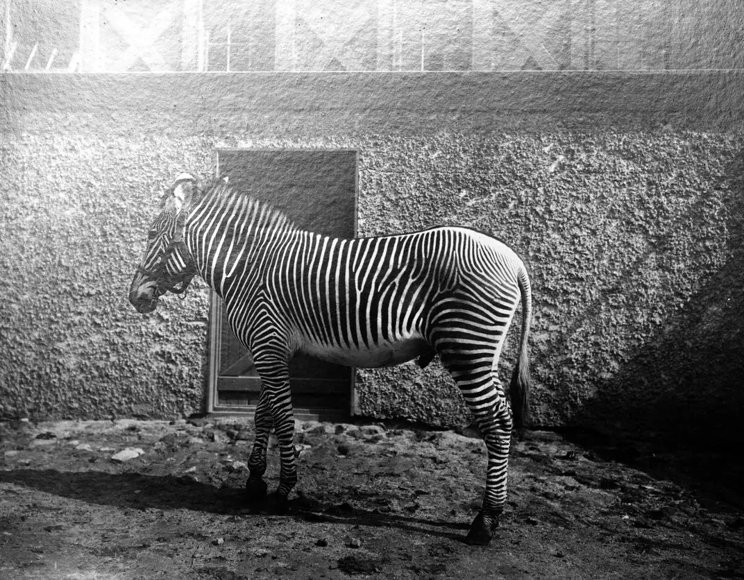 Como Dan, a Zebra, interrompeu um programa de reprodução governamental malfadado em suas trilhas 9714_3