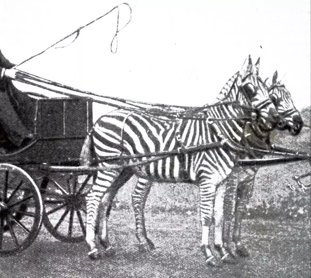 Zebras no arnês