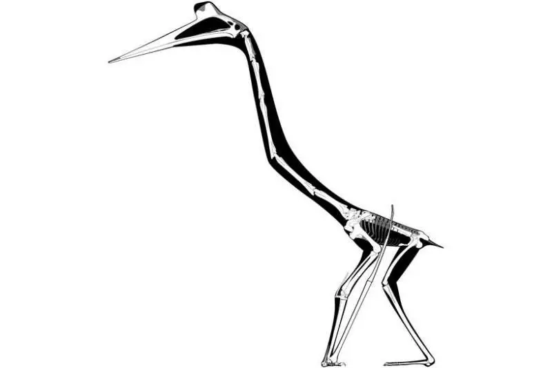 Una il·lustració de la seqüència de llançament de Quetzalcoatlus. És un dibuix en blanc i negre dels ossos del rèptil i de com s'ajupi i es llança cap amunt.