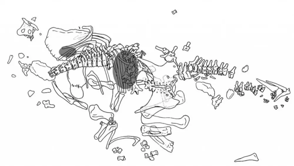Stegosaurus haftaligi: yumshoq to'qimalarga kamdan-kam qarash