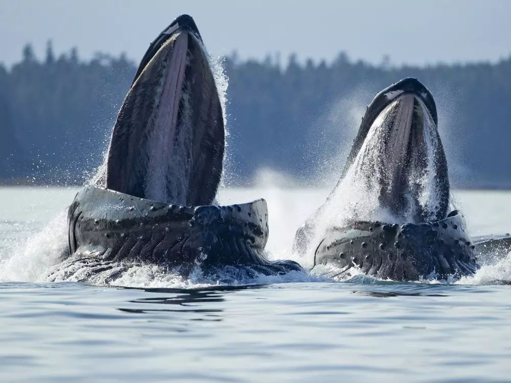 科学家们发现鲸鱼如何在不被水呛到的情况下进食
