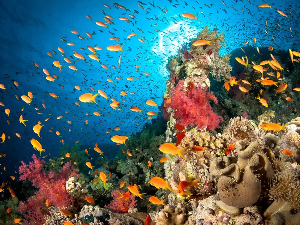 물고기를 손상된 암초로 유인하는 한 가지 방법? 살아있는 산호의 소리를 재생