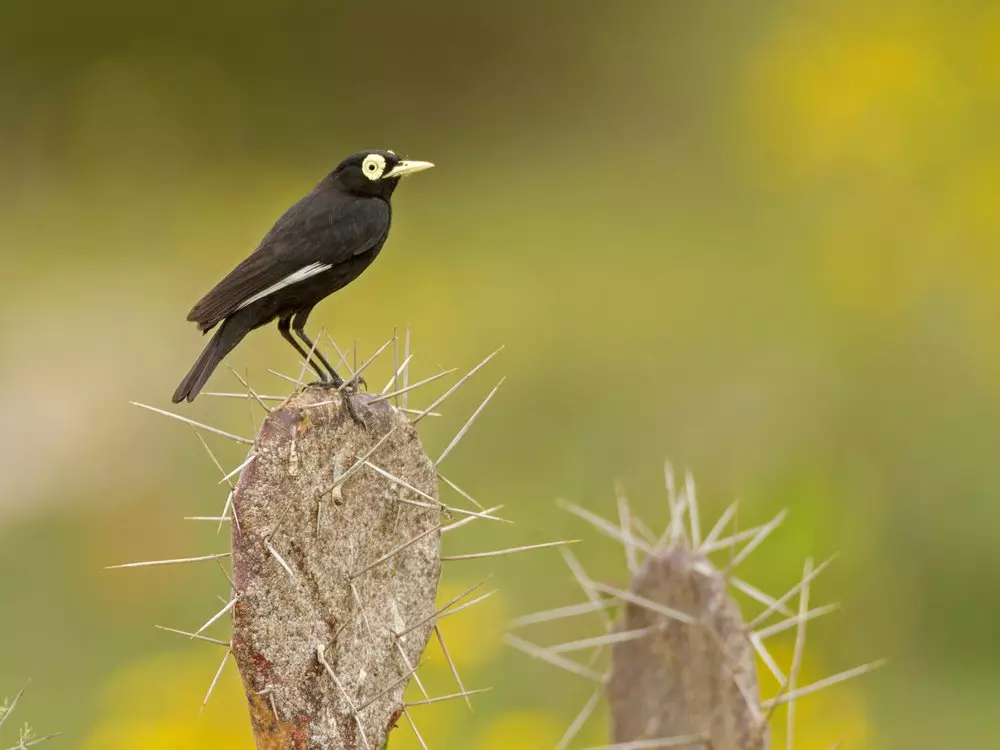Spectacled tyrant (Hymenops perspicillatus)