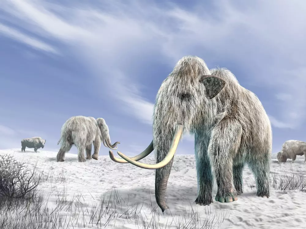 Ilustración dunha manada de mamuts lanos cubertos de neve con grandes colmillos nunha paisaxe xeada