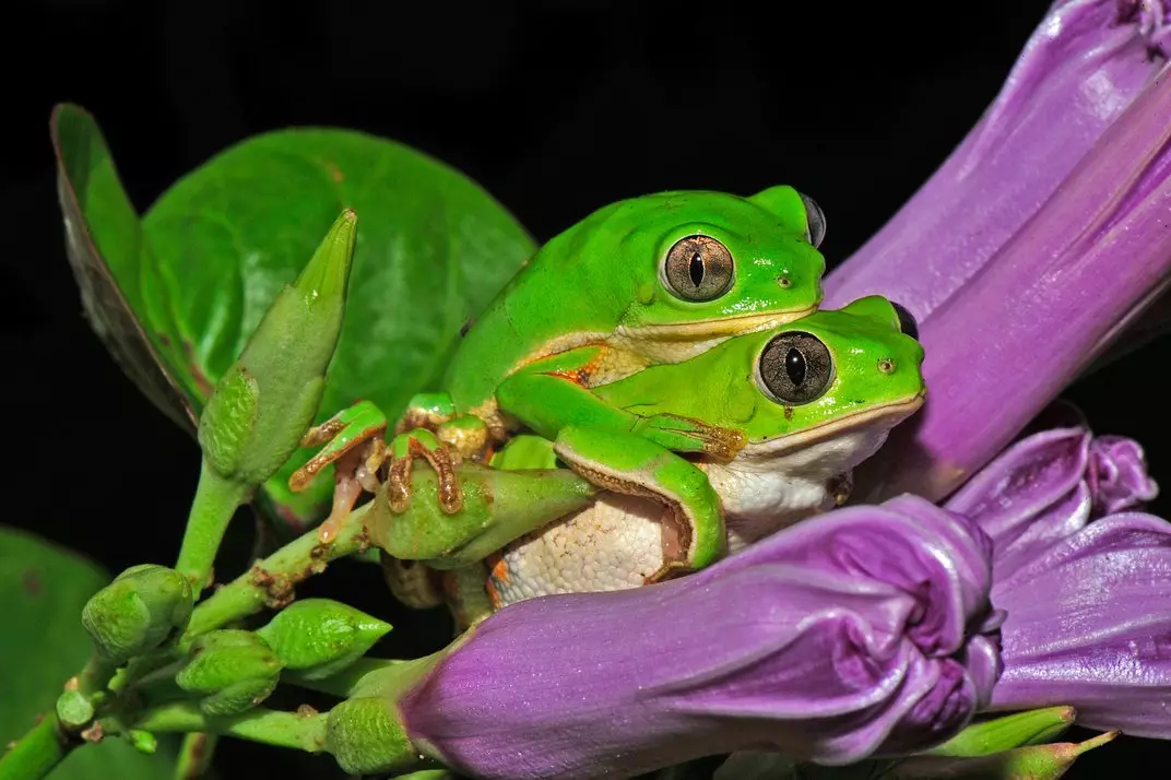 Ndị meriri asọmpi foto Royal Society weghara ihe nkiri na ihe ịtụnanya nke ụwa okike 9767_8