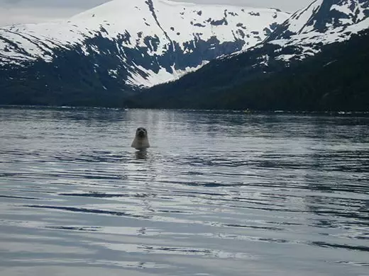 Kayaking Alaska a cikin Exxon Valdez' Shadow 9783_6