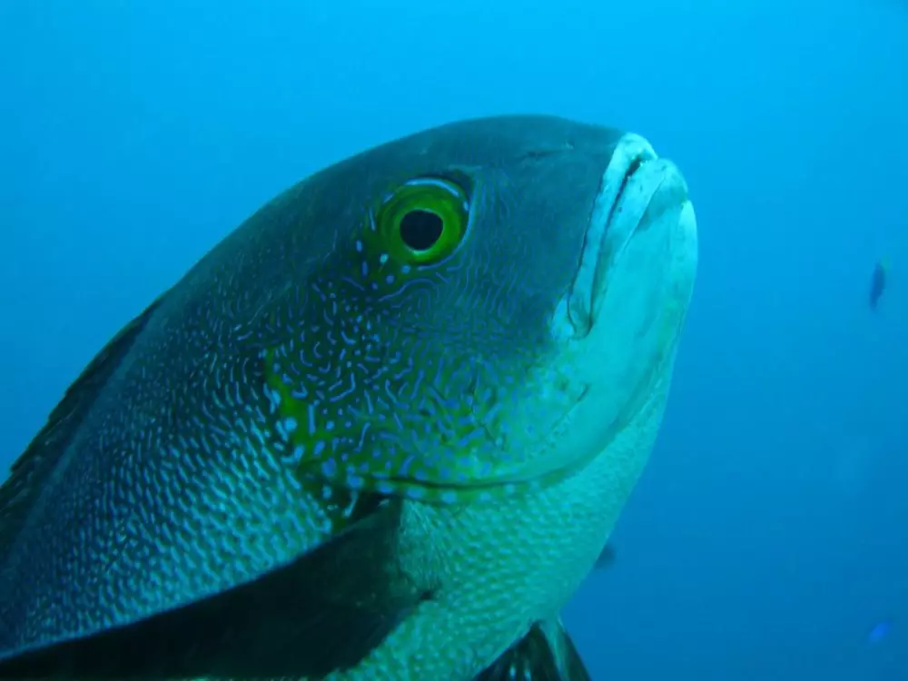 محققان قدیمیترین ماهی صخرههای گرمسیری را که برای علم شناخته شده است، صید کردند