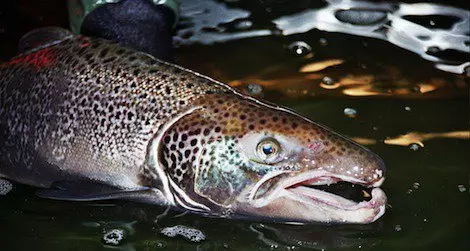 Aretina hita amin'ny Salmon Wild